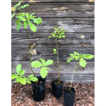 Ąžuolas paprastasis